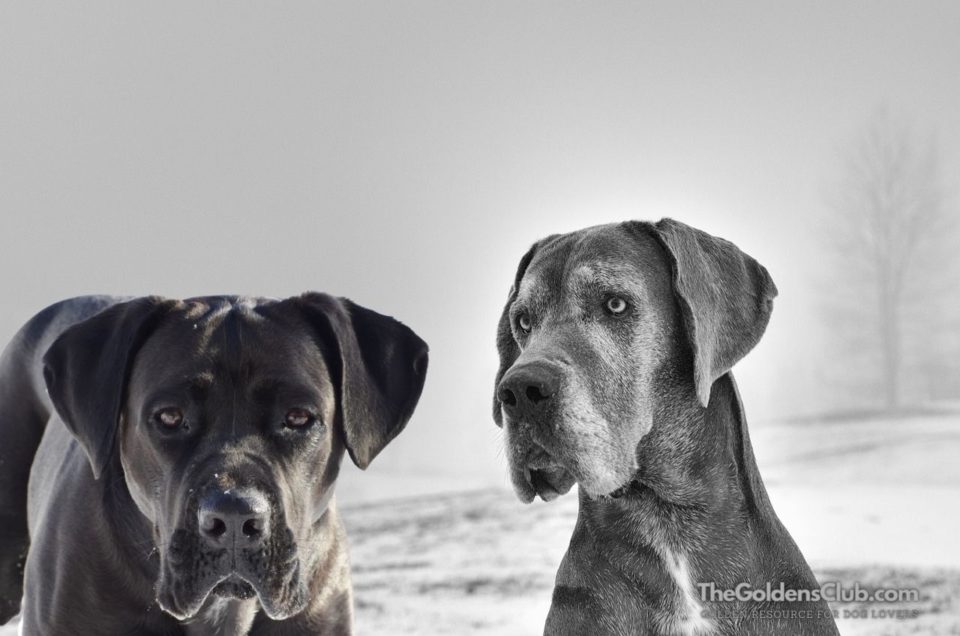 Cane Corso Great Dane Mix - Great or Dane Corso (+Photos)