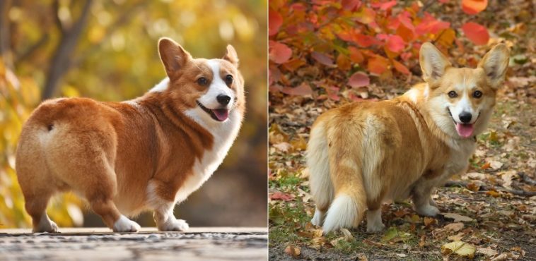 Corgi with tail: Are they born with tails?