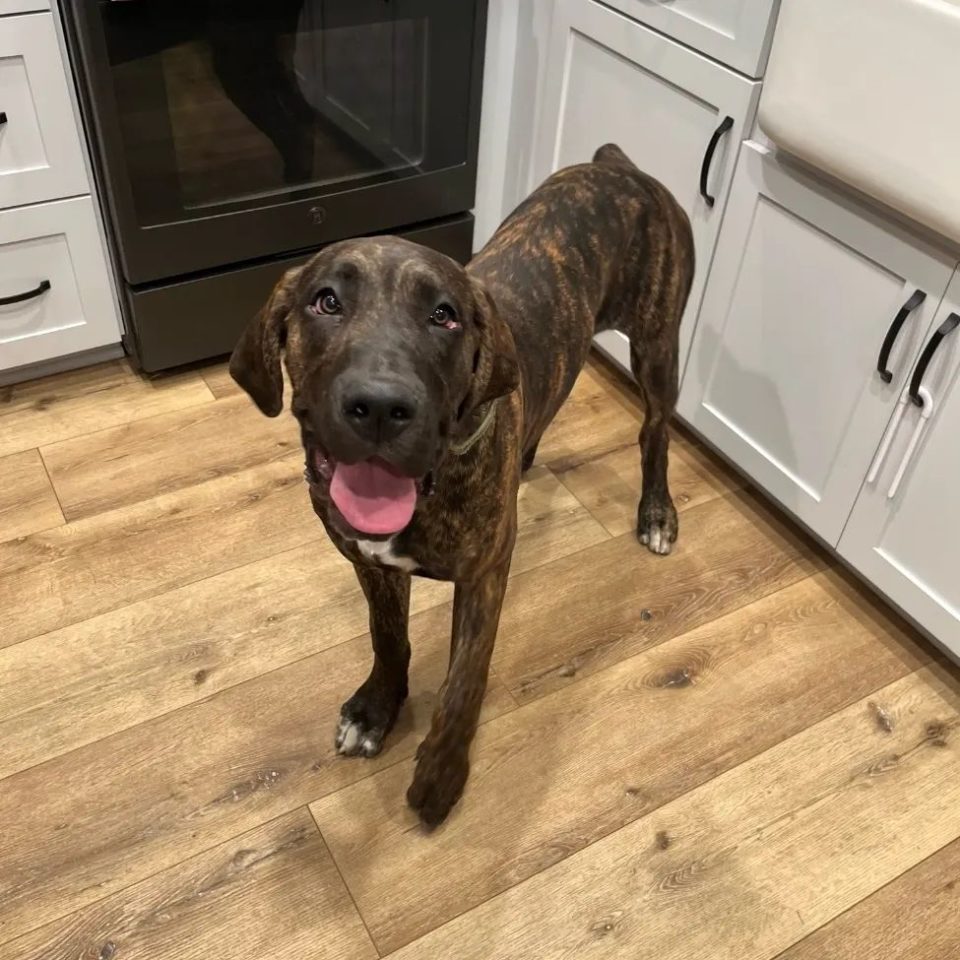 Cane Corso Great Dane Mix - Great or Dane Corso (+Photos)