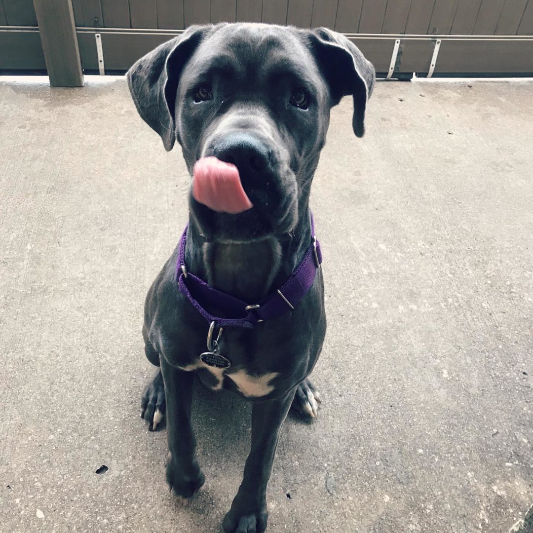 Cane Corso Great Dane Mix - Great or Dane Corso (+Photos)