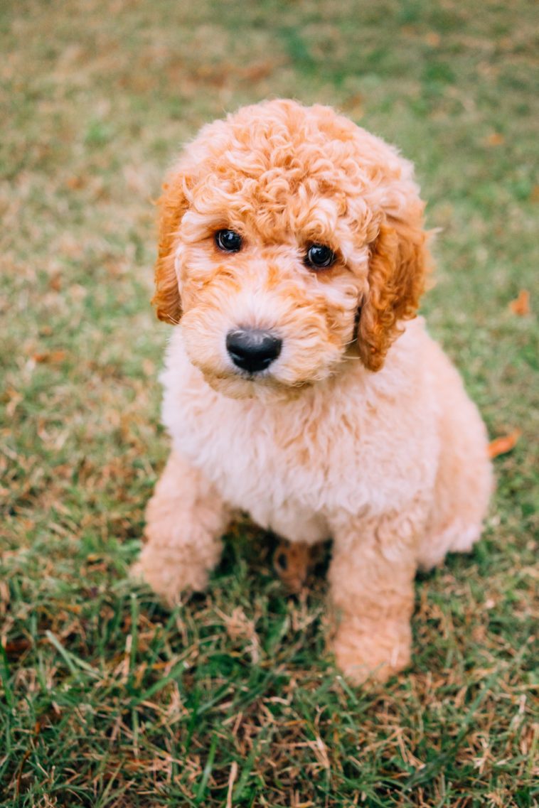 Golden Mountain Doodle: The smart tri cross