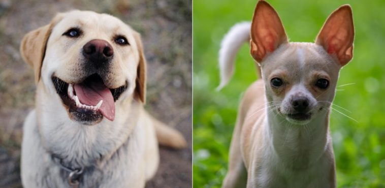 Chihuahua Lab Mix: The adorable Labrahuahua