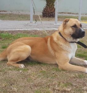 Sarabi Dog: Discovering the World of the Azarbaijan Mastiff
