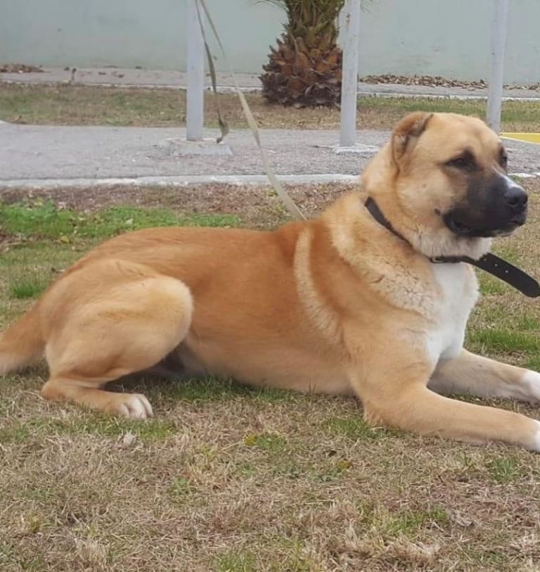 Sarabi Dog: Discovering the World of the Azarbaijan Mastiff