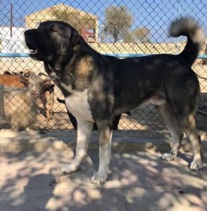 Sarabi Dog: Discovering the World of the Azarbaijan Mastiff