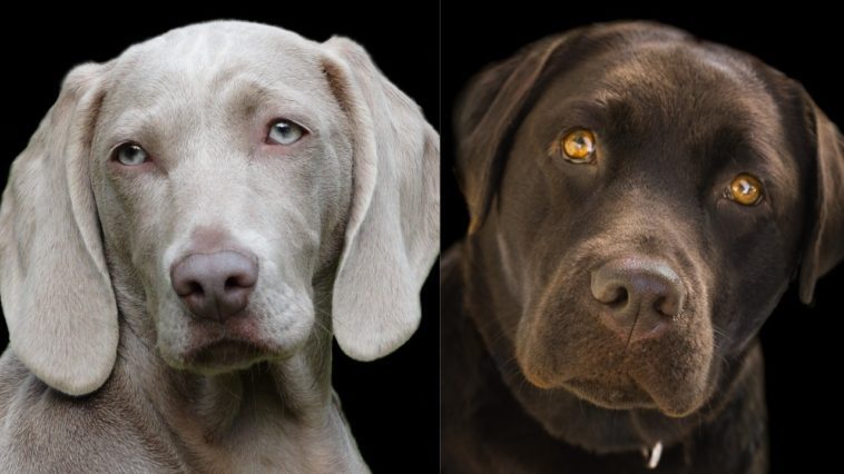 Weimaraner Lab Mix: The rare Labmaraner