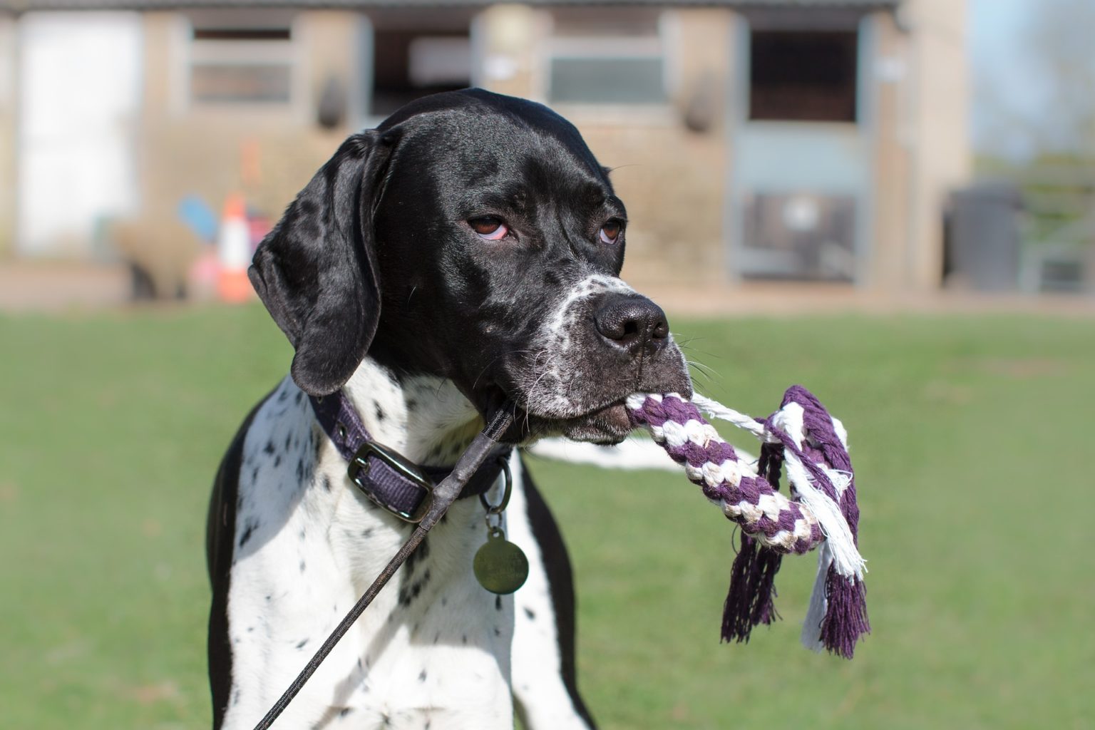 Retarded Dog: Can Dogs Be Mentally Challenged?