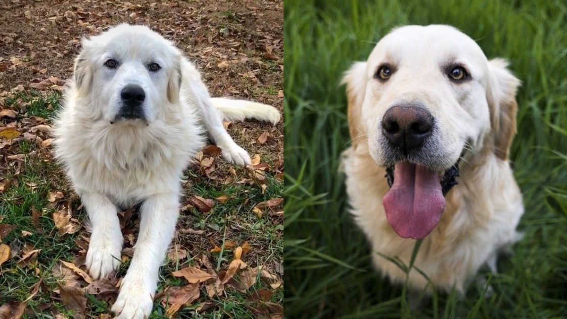Great Pyrenees Golden Retriever Mix
