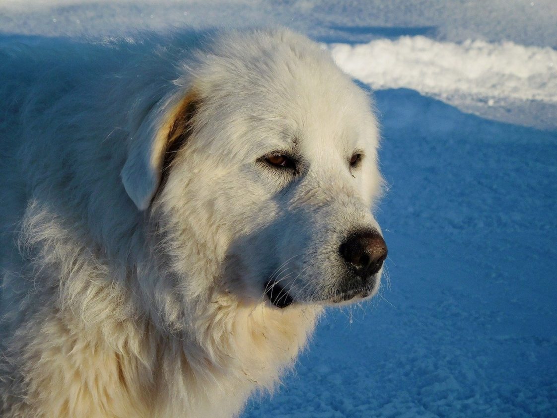 Great Pyrenees Golden Retriever Mix