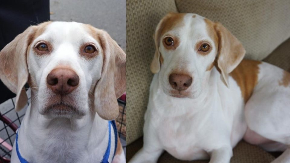 Lemon Beagle: Facts you didn't know!