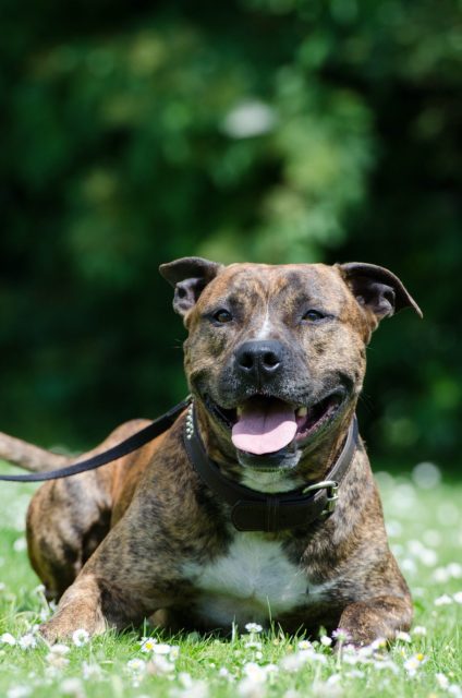 Brindle Pitbull Dog: Everything That You Should Know