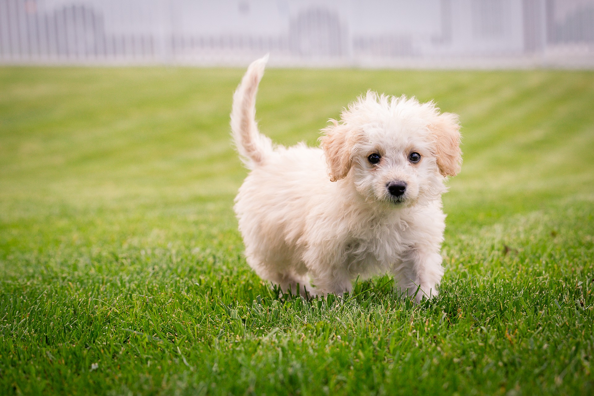 Dachshund Mix: Which One Is Right For You?