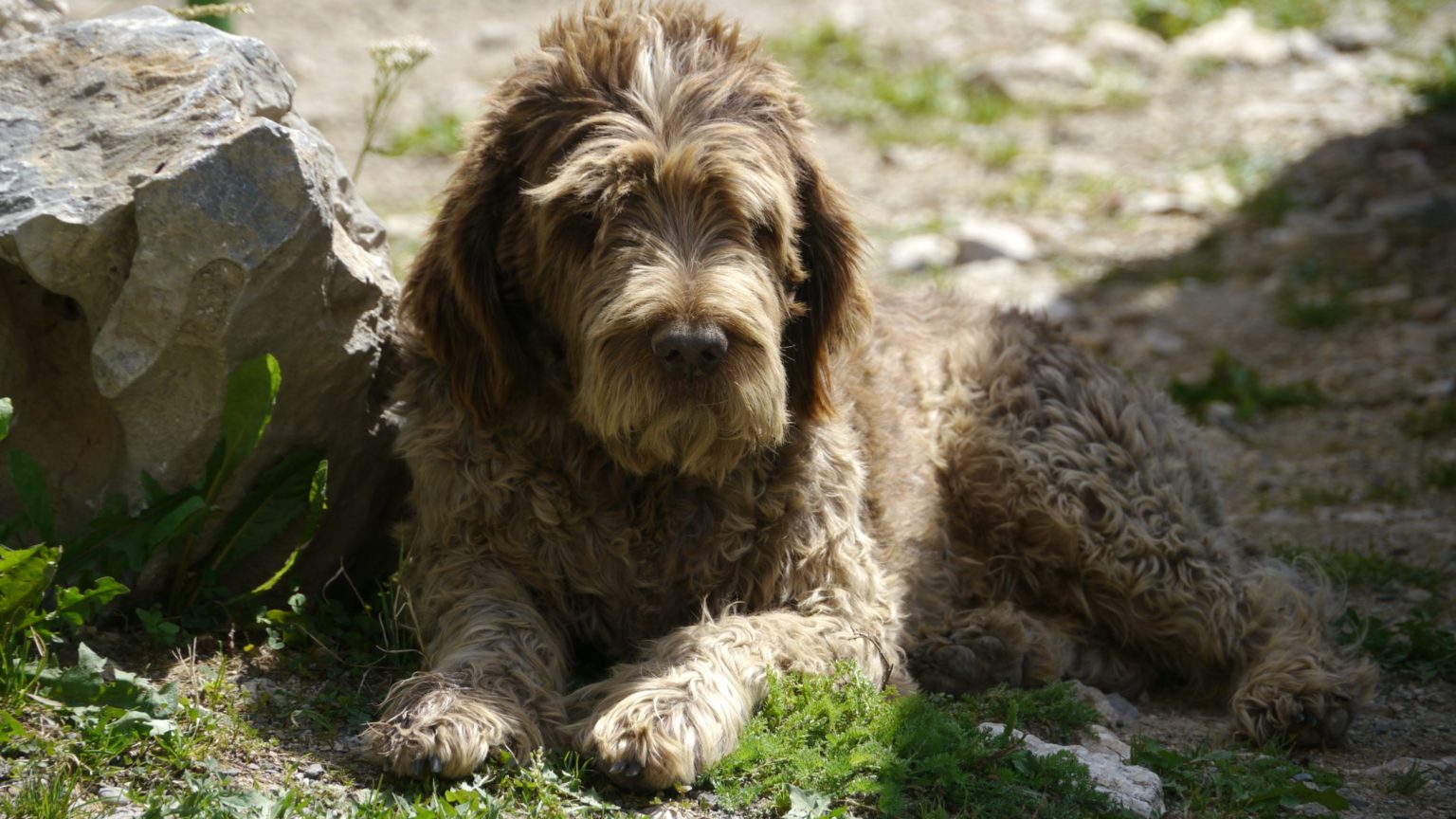 Poodle Pointer: The German Pudelpointer