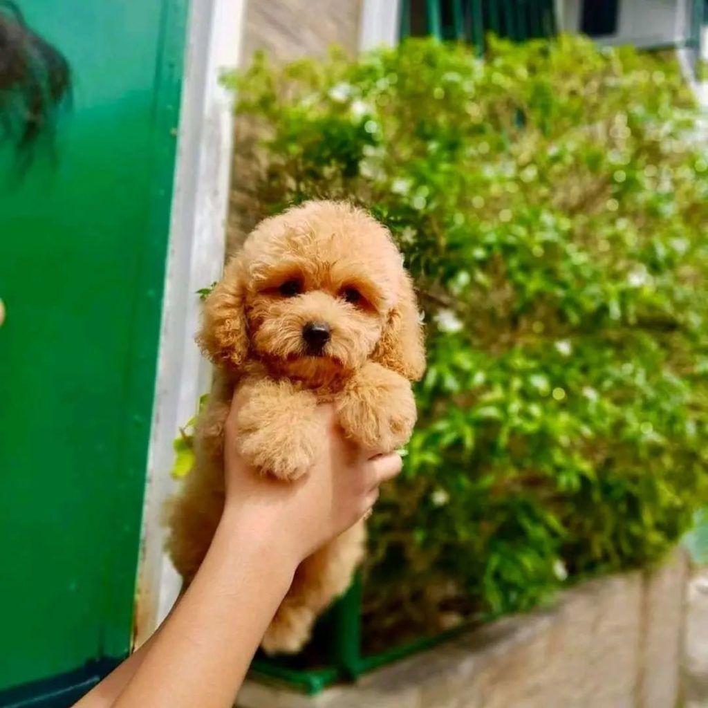 Full Grown Teacup Poodle: All You Need to Know + Irresistible Photos!