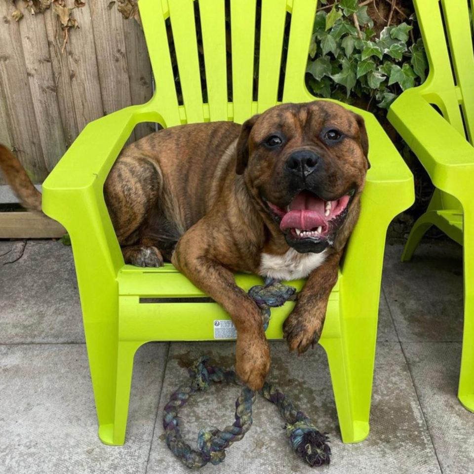 Presa Canario: The Island Dog Breed