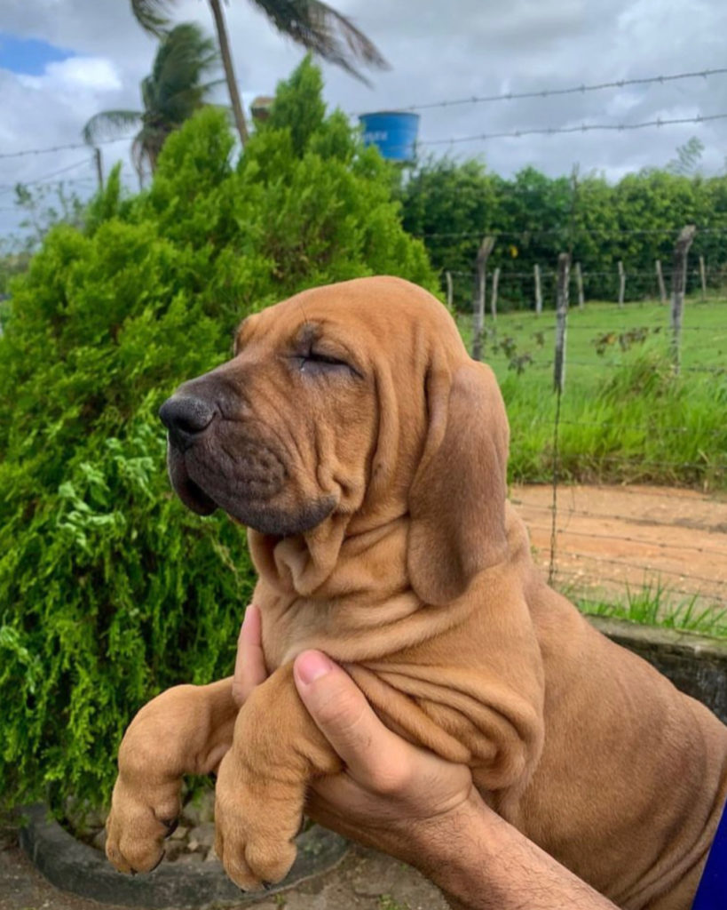 Fila Brasileiro: The Giant Brazilian Mastiff