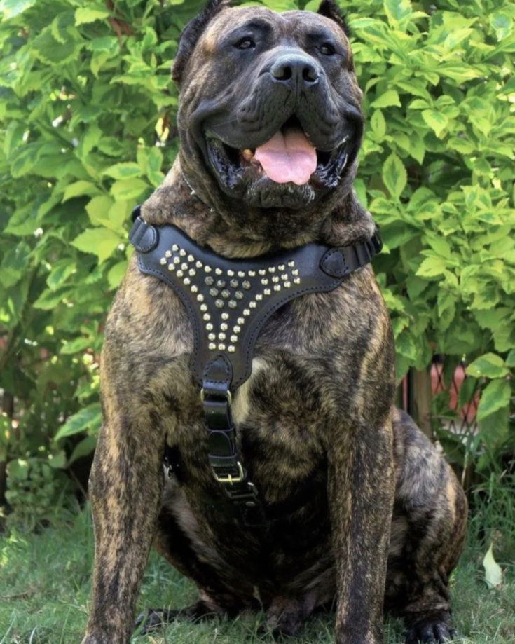 Presa Canario: The Island Dog Breed