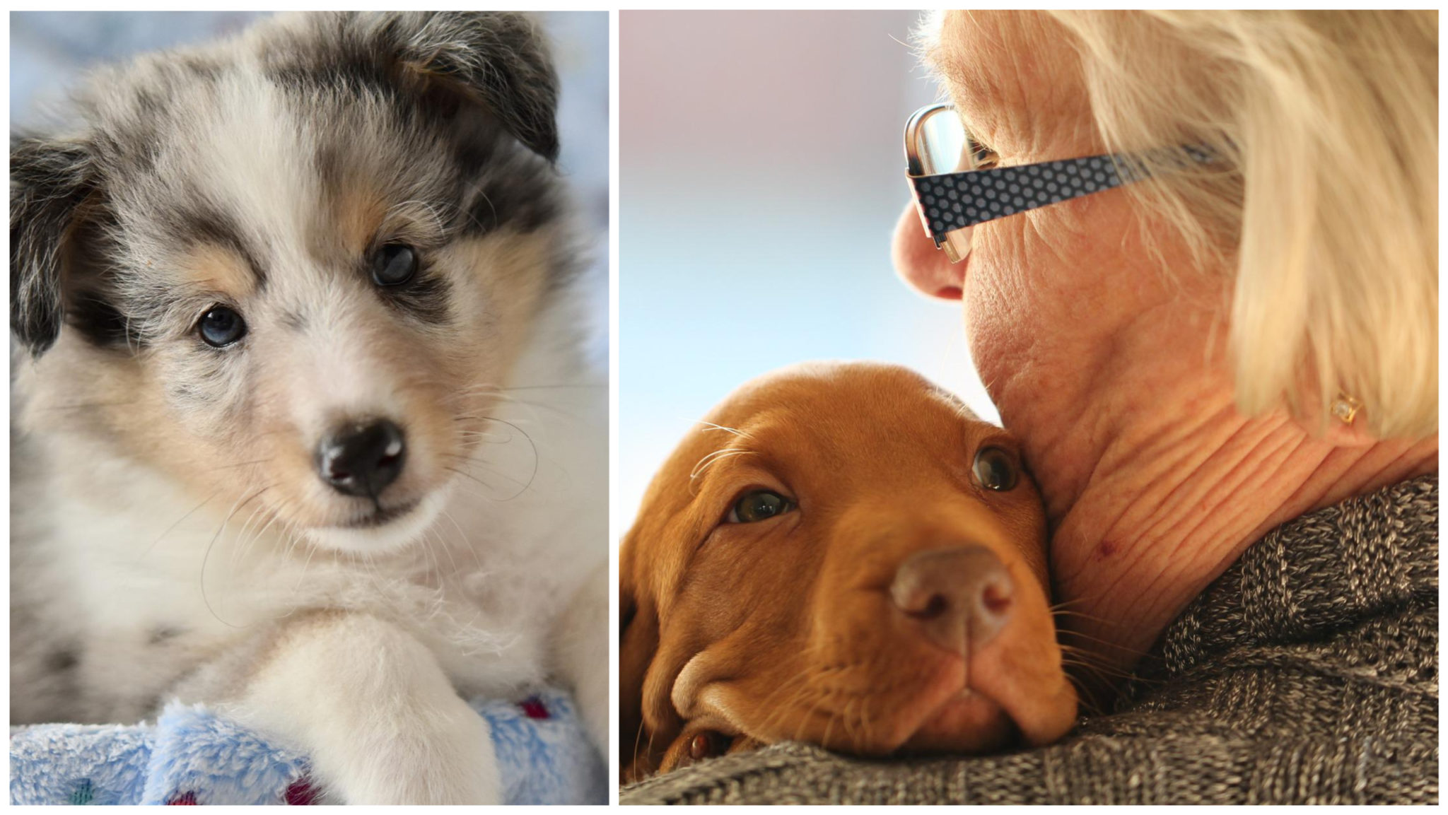 Velcro Dog Breeds That Are More Clingy Than Your Ex