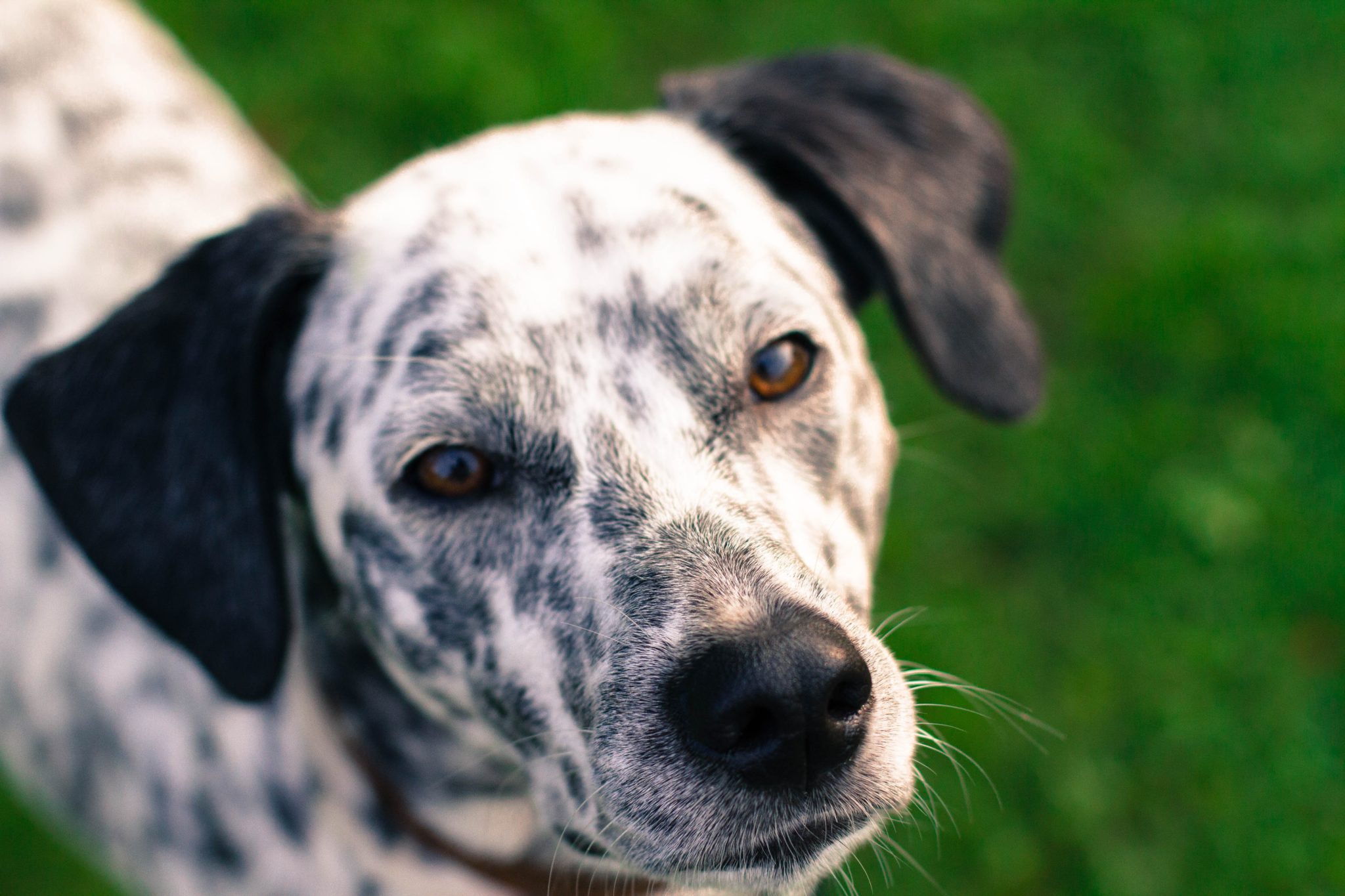 Catahoula Leopard Dog: All The Info You Need About Louisiana's State Dog