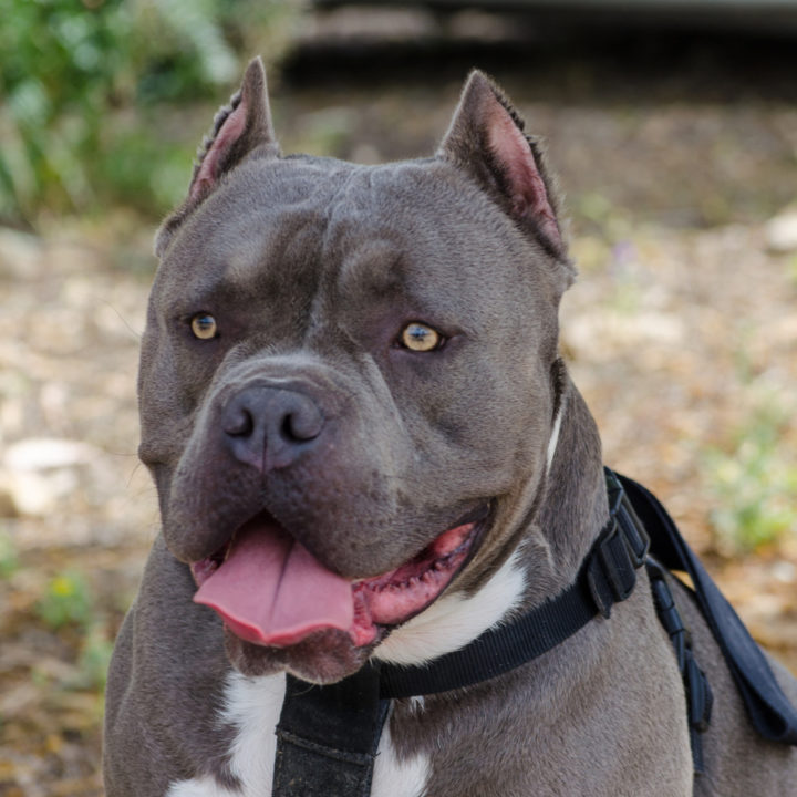 Dog breeds - The Goldens Club