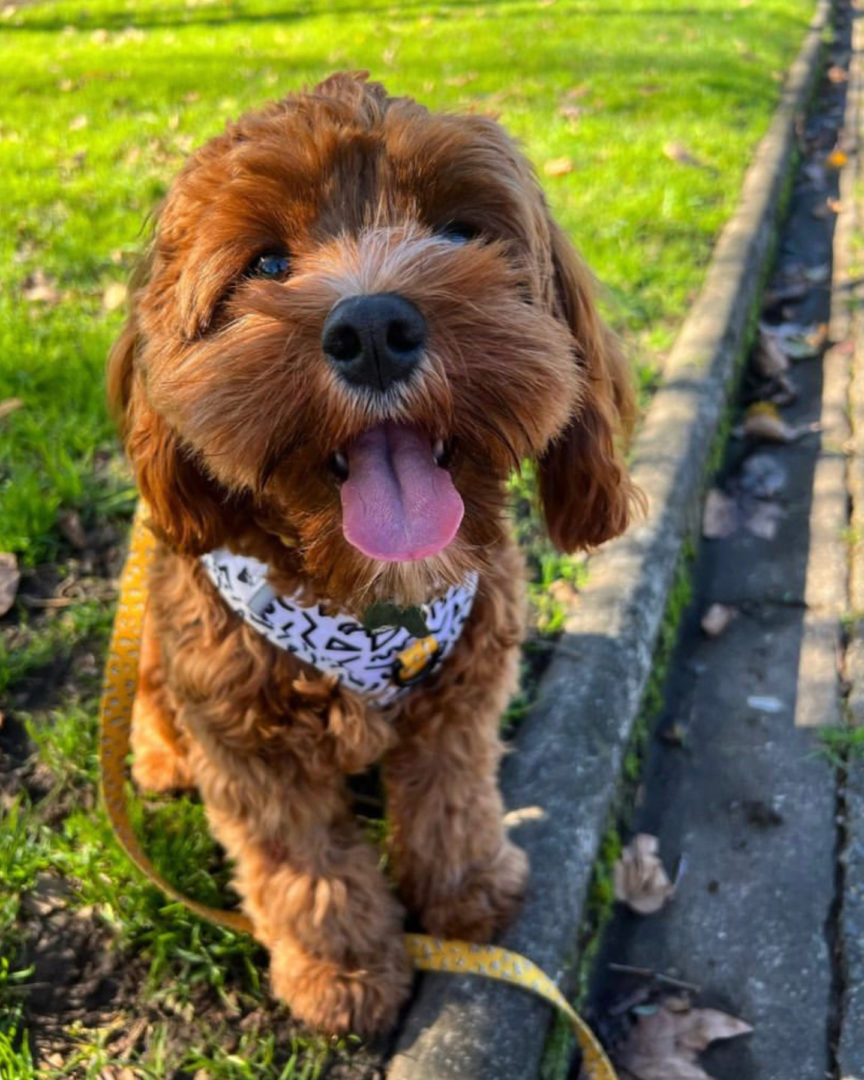 Are Cavapoos Smart Dogs?