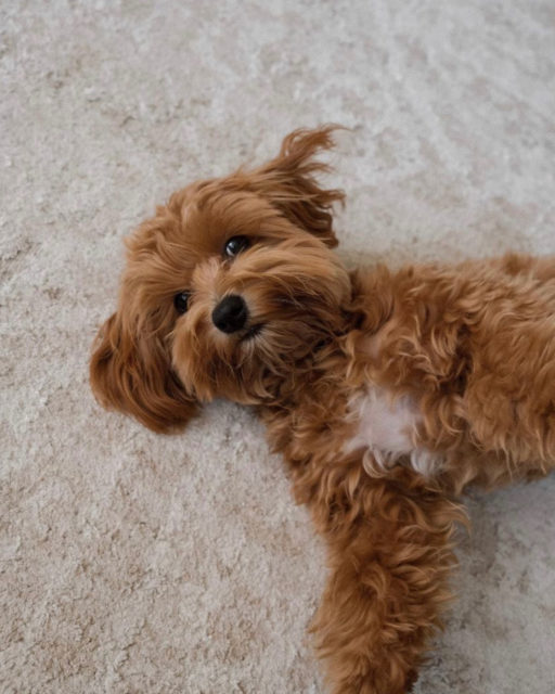 Are Maltipoos High Maintenance? - The Goldens Club