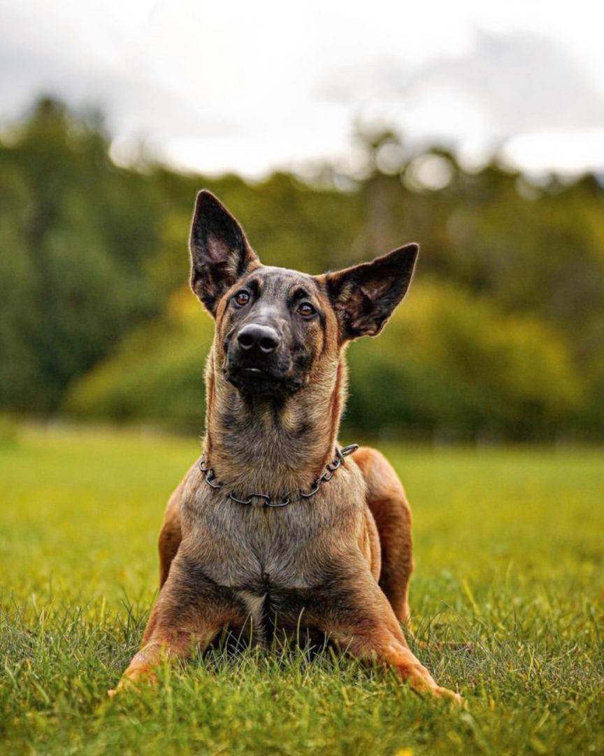 The Colorful World Of Belgian Malinois: All The Hues Explained