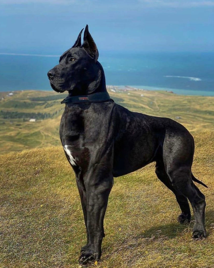 What Is The Rarest Great Dane Color?
