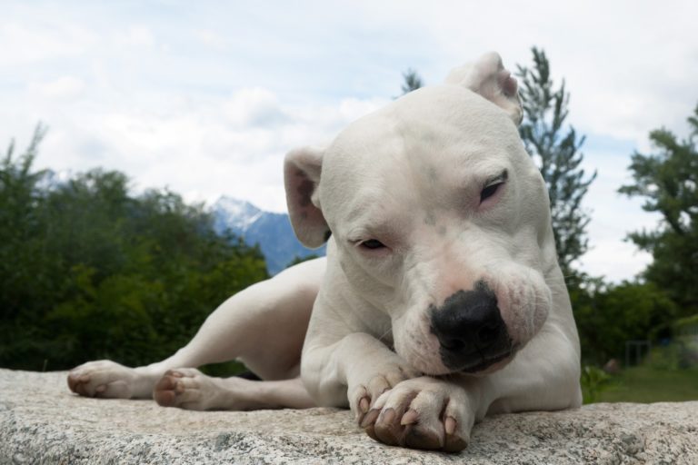 Are Dogo Argentinos good family dogs?