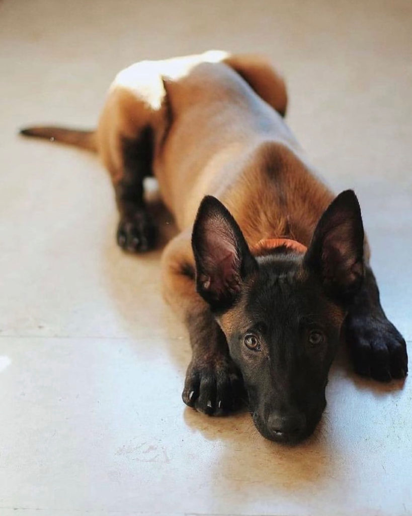 The Colorful World Of Belgian Malinois: All The Hues Explained