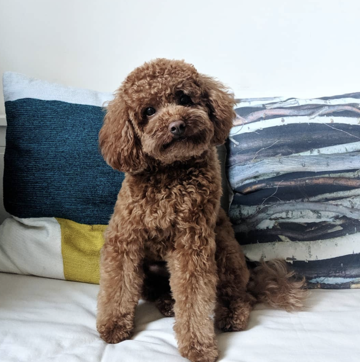 Pictures of full grown Maltipoos and the wide range of their stunning shades