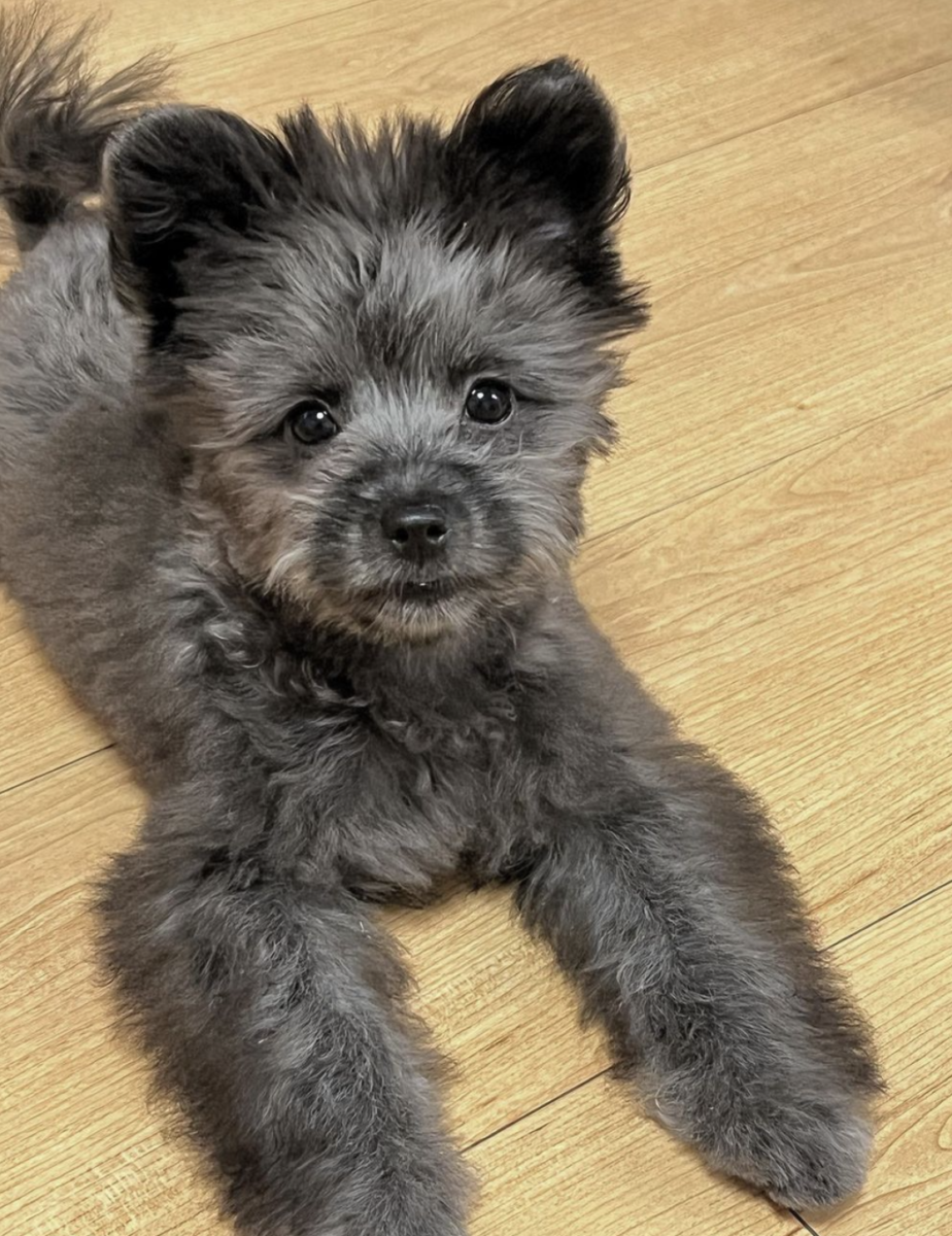 Pictures of full grown Maltipoos and the wide range of their stunning ...