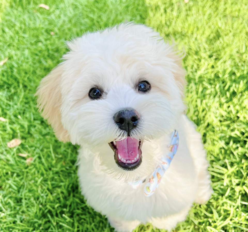 Pictures of full grown Maltipoos and the wide range of their stunning ...