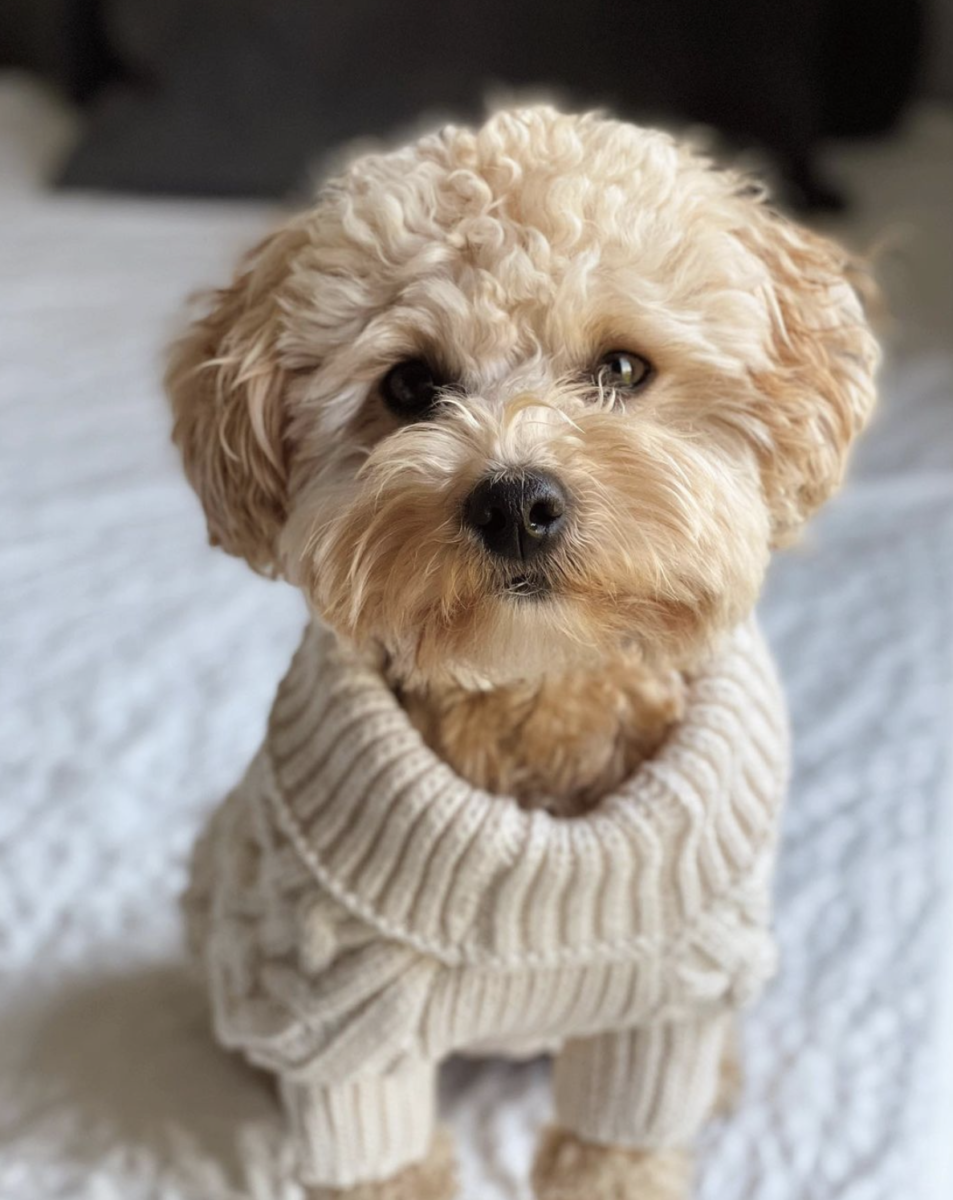 Pictures of full grown Maltipoos and the wide range of their stunning ...