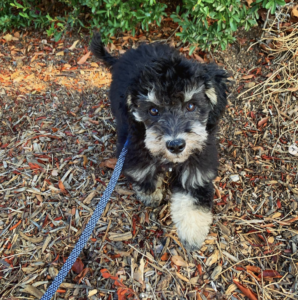 Pictures of full grown Maltipoos and the wide range of their stunning ...