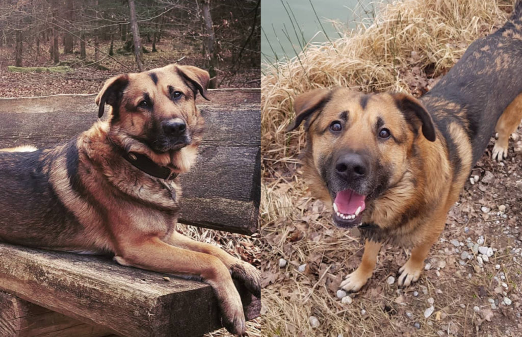 Is the Golden Retriever German Shepherd mix a good dog? There is a lot ...