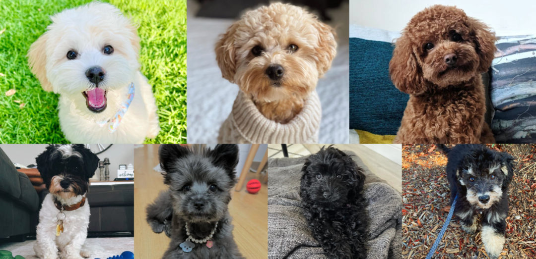 Pictures of full grown Maltipoos and the wide range of their stunning ...