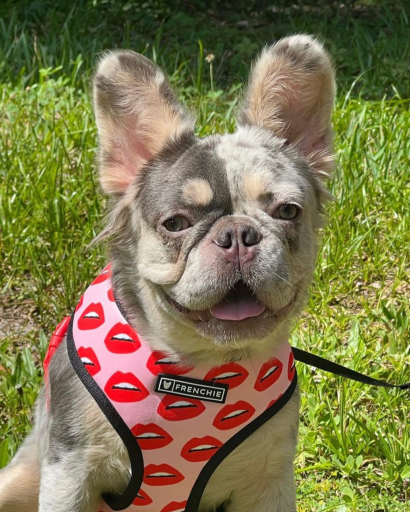 Fluffy French Bulldog Price: The Luxurious Rare Dog (FAQ)