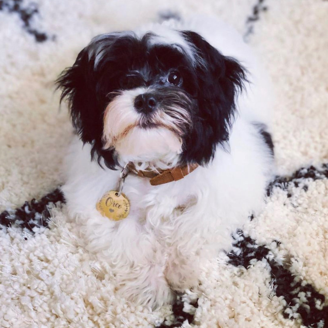 Pictures of full grown Maltipoos and the wide range of their stunning ...