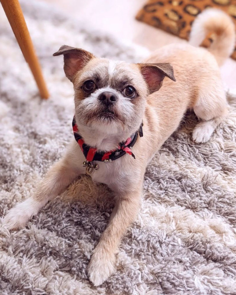 What To Know Before Adopting A Shih Tzu Chihuahua Mix