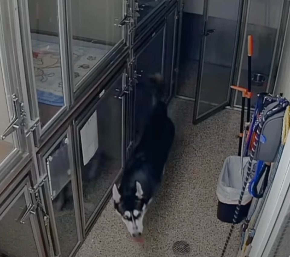 Unusual Response to Burglary Alarm: Shelter Dog's Secret Party