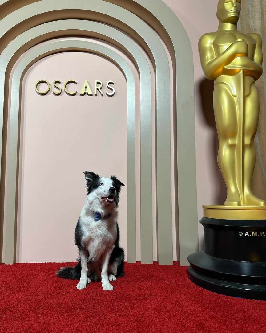 Messi, The Canine Star Of The Silver Screen
