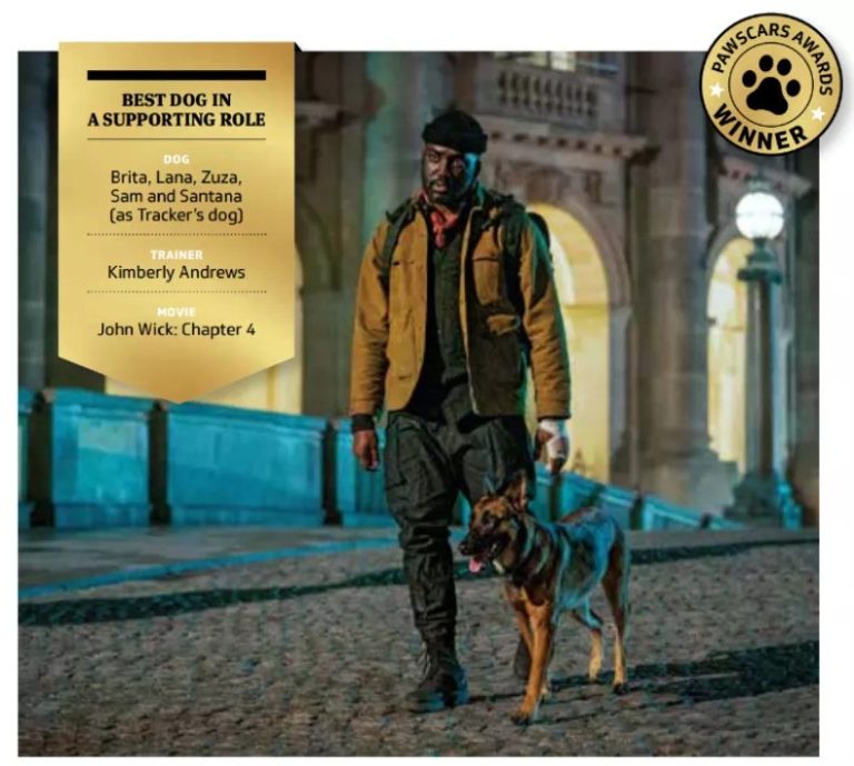 Behind the Scenes of Dog Actors in Hollywood