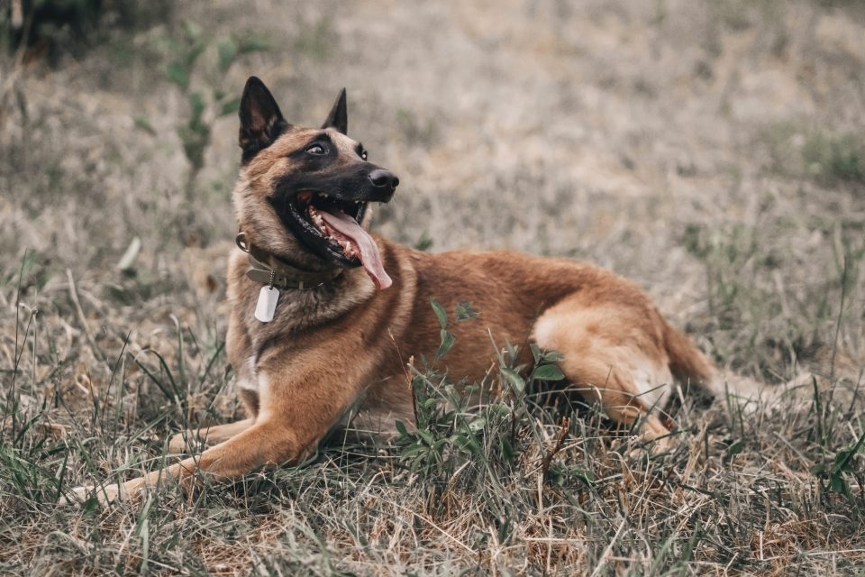 Belgian Malinois and Mini Highland Calf Have A Unique Friendship