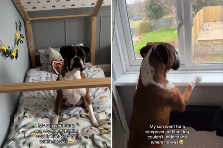 Bruno the Boxer's Heartfelt Reaction Goes Viral on Social Media